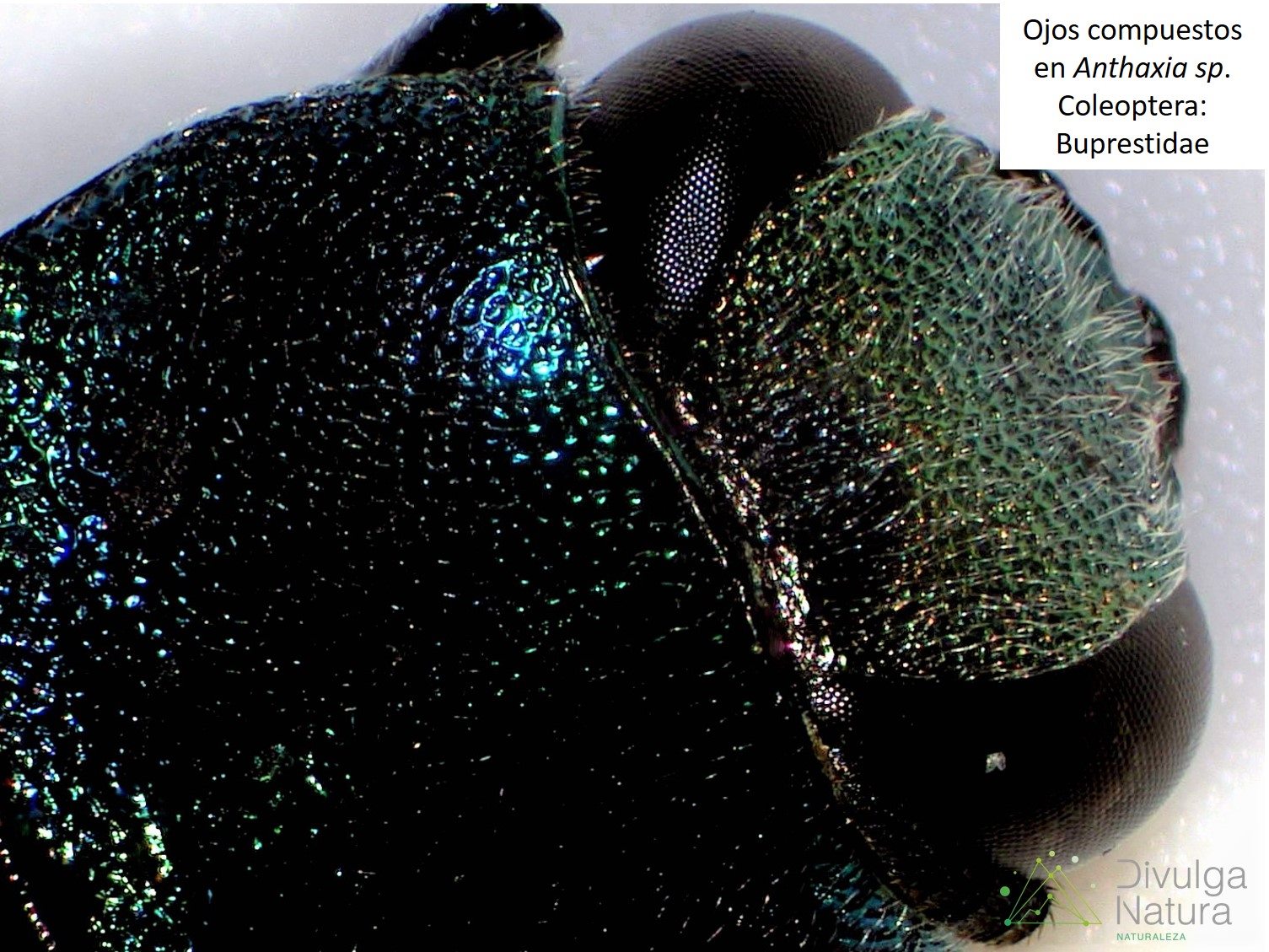 La vista en los insectos: Ocelos y ojos compuestos a la lupa ...